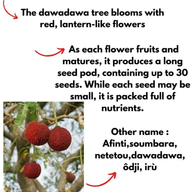 What did you know about Soumara? | Kelianfood