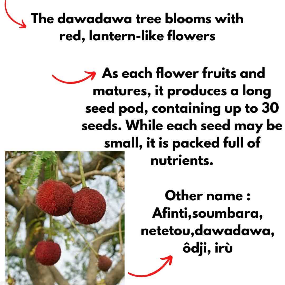 What did you know about Soumara? | Kelianfood