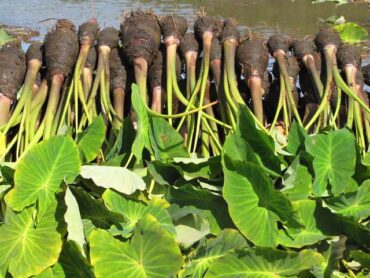 Recette Taro Cameroun Taro Sauce Jaune Kelianfood